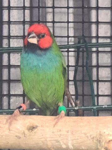 Violøret granatastrild, Peales papegøjeamadine, mm. – Hillerød ...